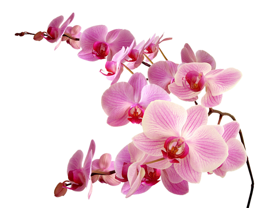 Orchid Basics - American Orchid Society