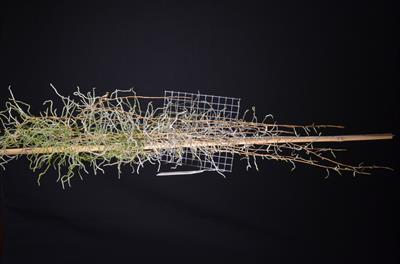 SITF Submissions and Findings - American Orchid Society