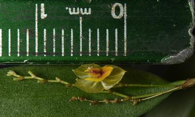 SITF Submissions and Findings - American Orchid Society