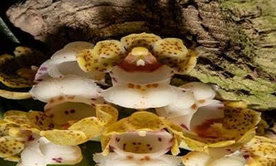 SITF Submissions and Findings - American Orchid Society