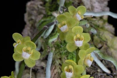 SITF Submissions and Findings - American Orchid Society