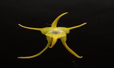 SITF Submissions and Findings - American Orchid Society