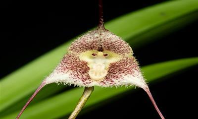 SITF Submissions and Findings - American Orchid Society