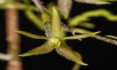 SITF Submissions and Findings - American Orchid Society