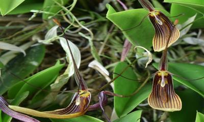 SITF Submissions and Findings - American Orchid Society