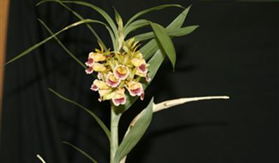 Galeandra