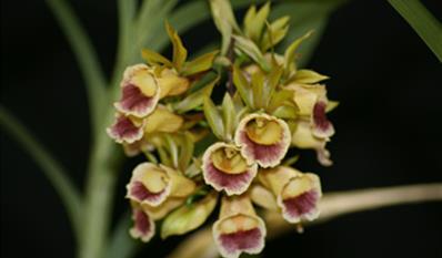 Galeandra