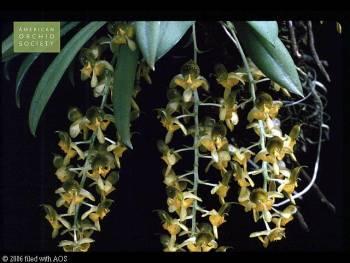 Dipteranthus