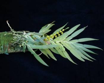 Ornithocephalus