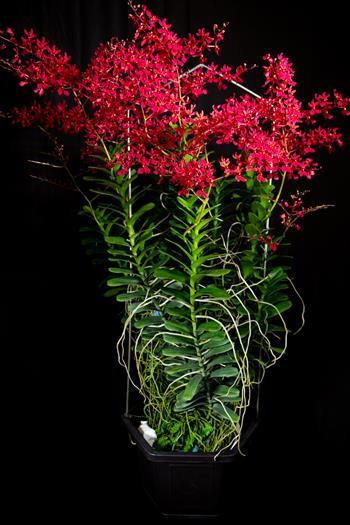 Renanthera