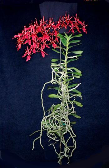 Renanthera