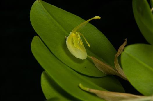 Restrepia