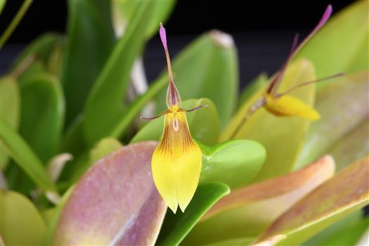 Restrepia