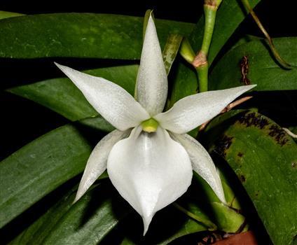 Angraecum