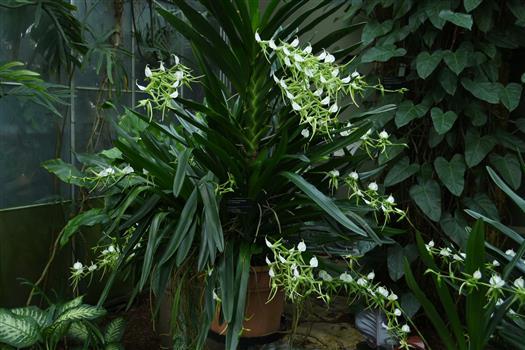 Angraecum