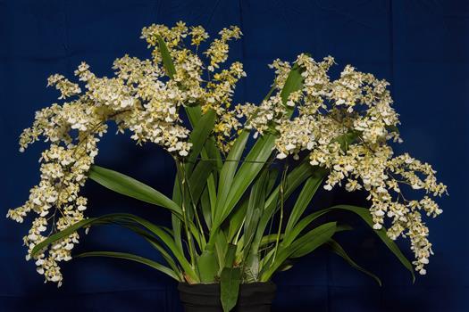Oncidium