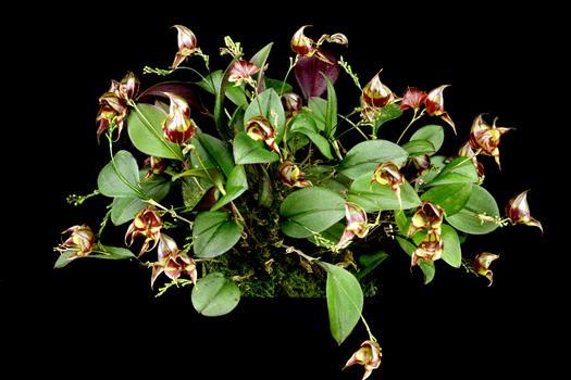Lepanthes