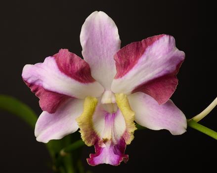 Dendrobium