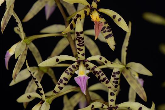 Prosthechea