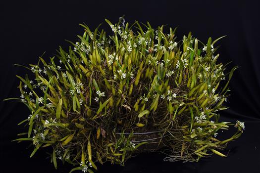 Prosthechea