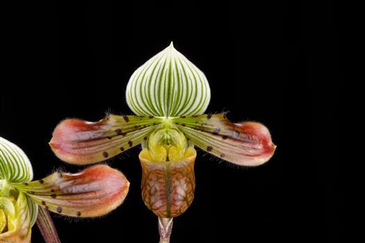Paphiopedilum