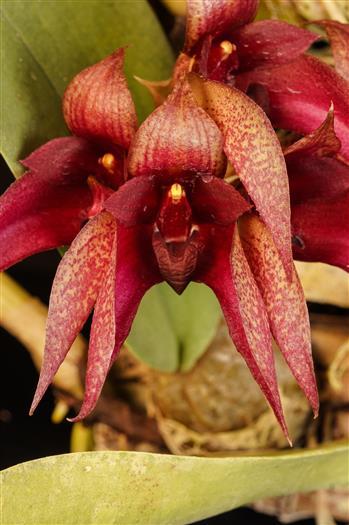 American Orchid Society - American Orchid Society