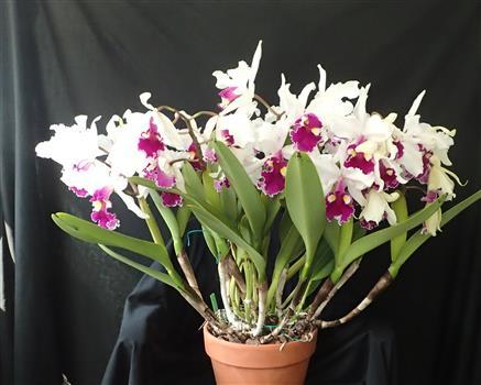 American Orchid Society - American Orchid Society