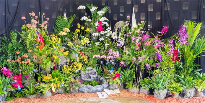 American Orchid Society - American Orchid Society