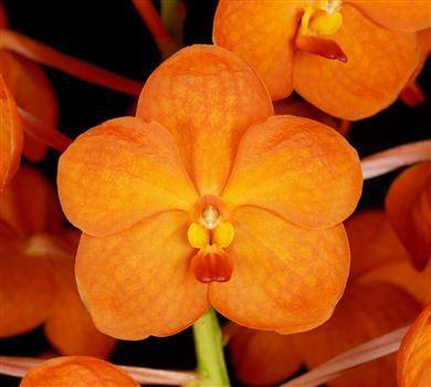 American Orchid Society - American Orchid Society
