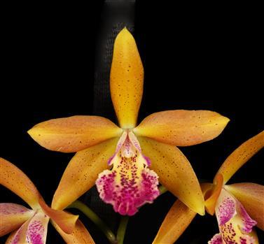 American Orchid Society - American Orchid Society