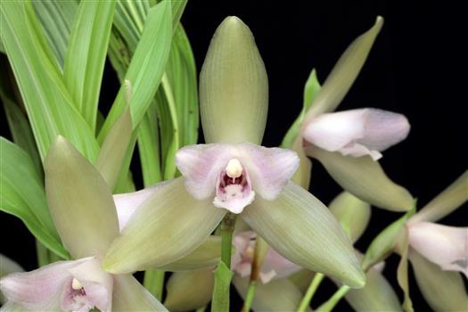 American Orchid Society - American Orchid Society