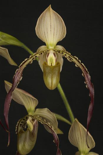 American Orchid Society - American Orchid Society