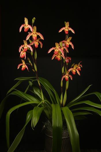 American Orchid Society - American Orchid Society