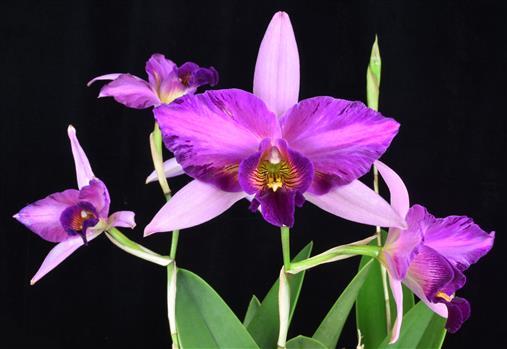 Laelia