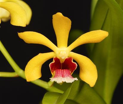 American Orchid Society - American Orchid Society