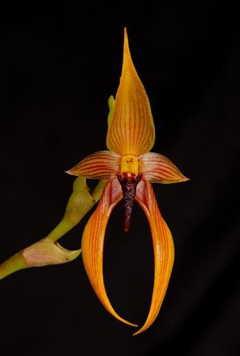 American Orchid Society - American Orchid Society