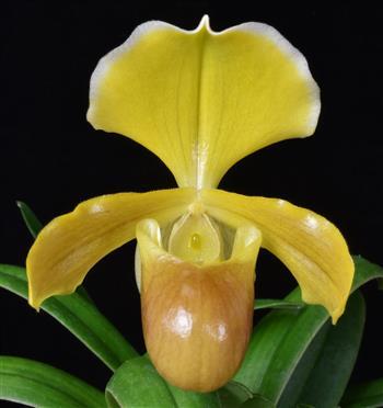 American Orchid Society - American Orchid Society