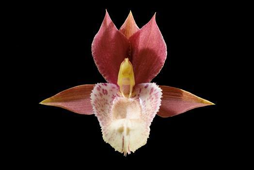 American Orchid Society - American Orchid Society
