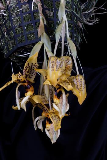 Stanhopea