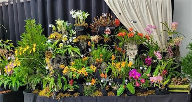 American Orchid Society - American Orchid Society