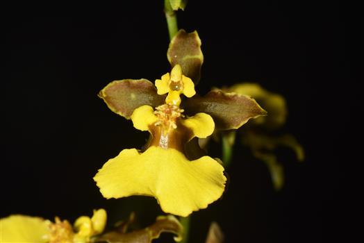 Oncidium