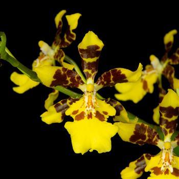 Oncidium