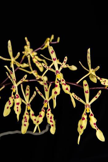 Renanthera
