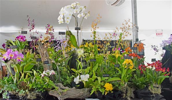 American Orchid Society - American Orchid Society