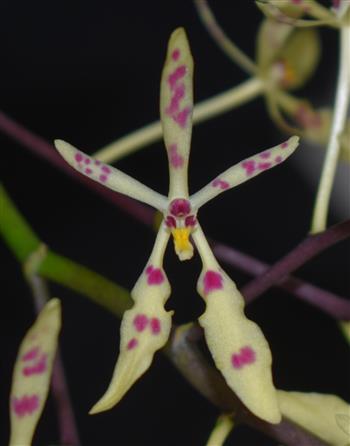 Renanthera