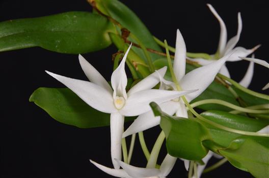 Angraecum
