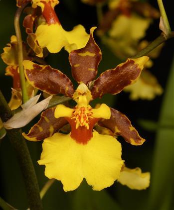 Oncidium