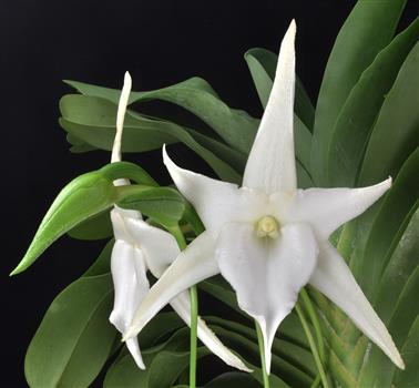 Angraecum