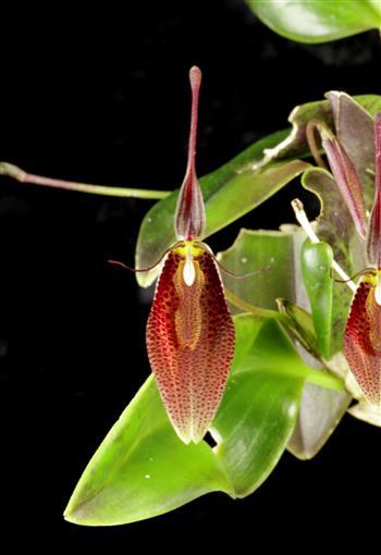 Restrepia
